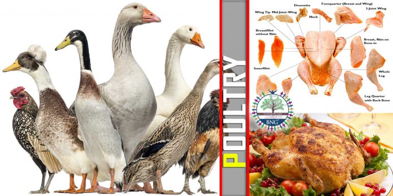 Poultry -Types & Cooking – BNG Hotel Management Institute